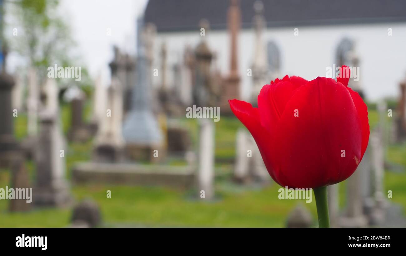 Day 80 Of The Apocalypse in Halifax Nova Scotia Canada. The streets of ...