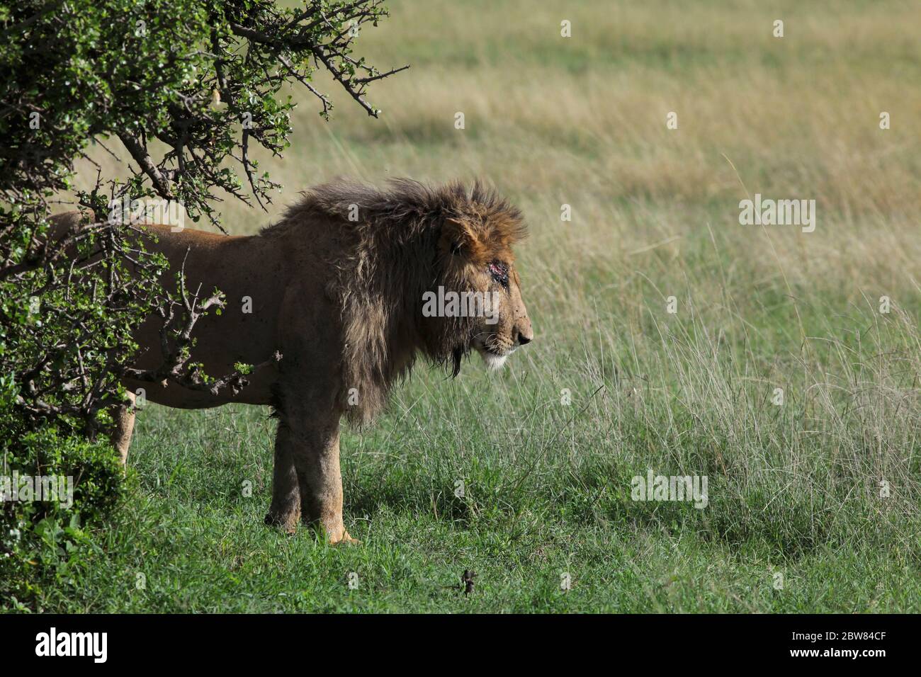 Lion fight hi-res stock photography and images - Alamy