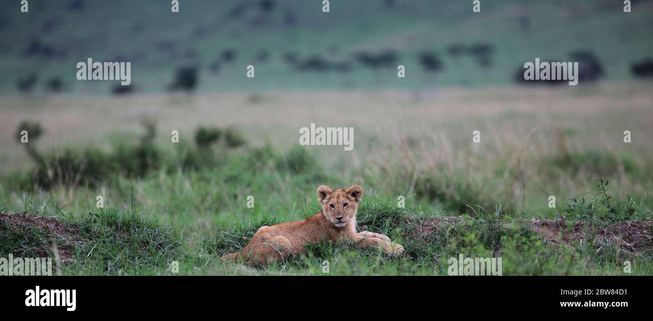 a lion cub lies alone on a small elevation in the green grass of the ...