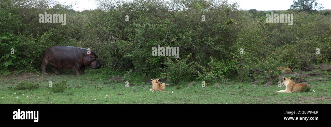 Creeping lions hi-res stock photography and images - Alamy