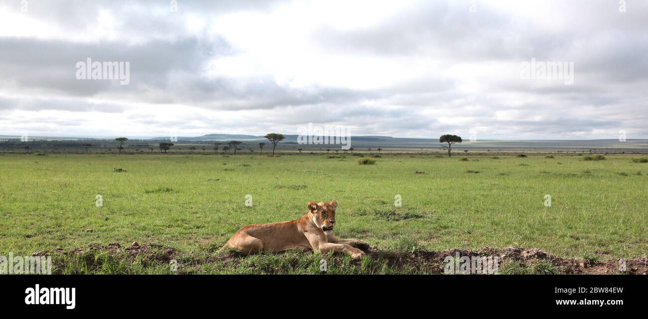 a single lioness lies attentively in the short green grass of the ...