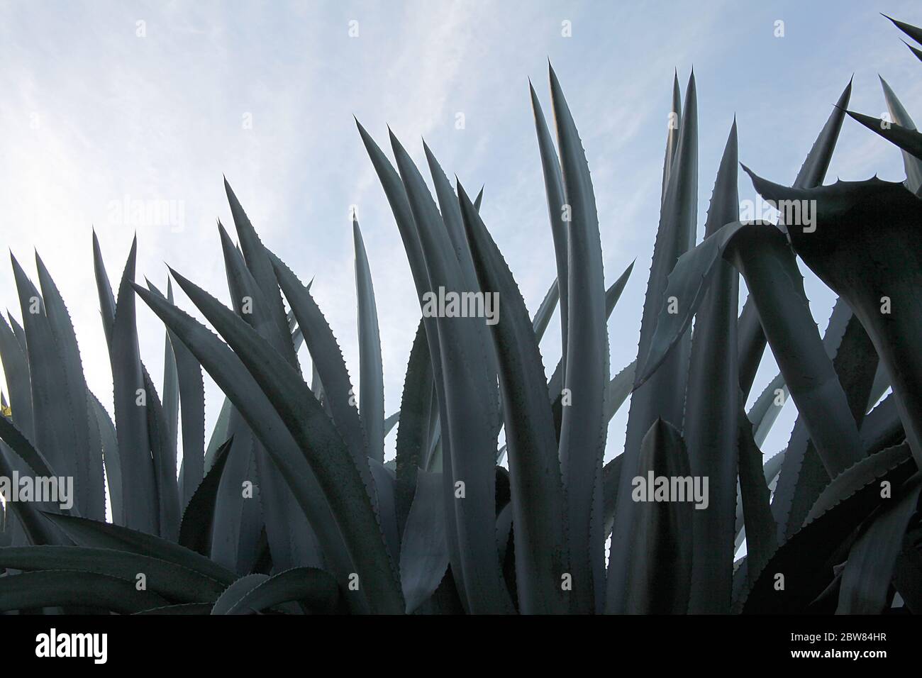 Agave thorns hi-res stock photography and images - Alamy