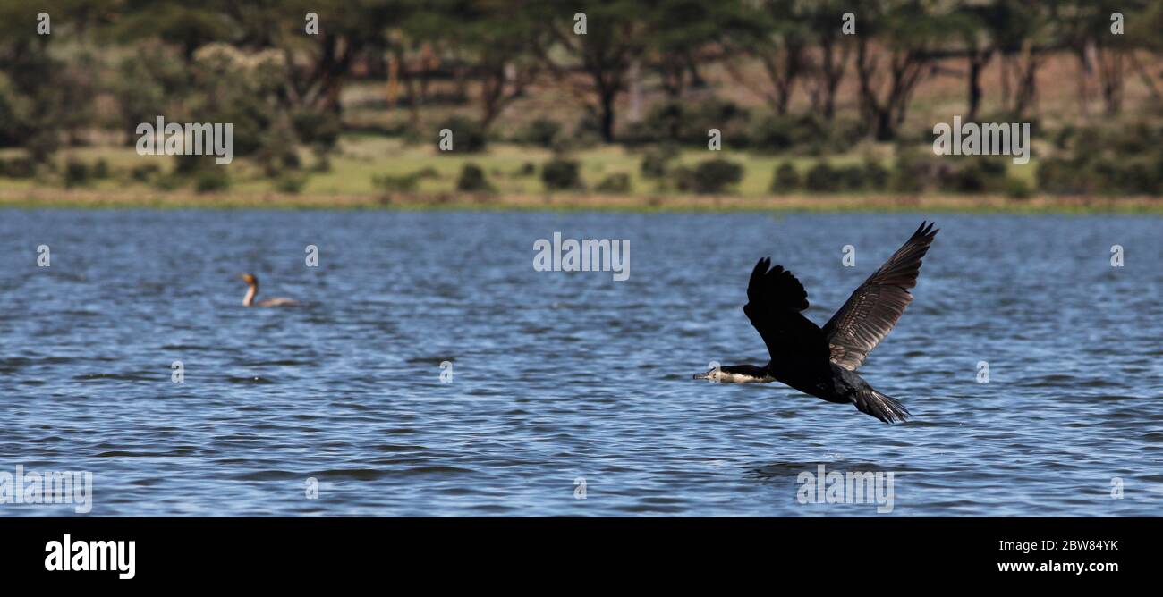 Grebe in flight hi-res stock photography and images - Alamy