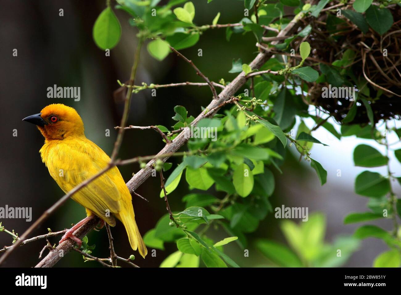 Portrait, close-up of an eastern golden weaver bird on a branch in the ...