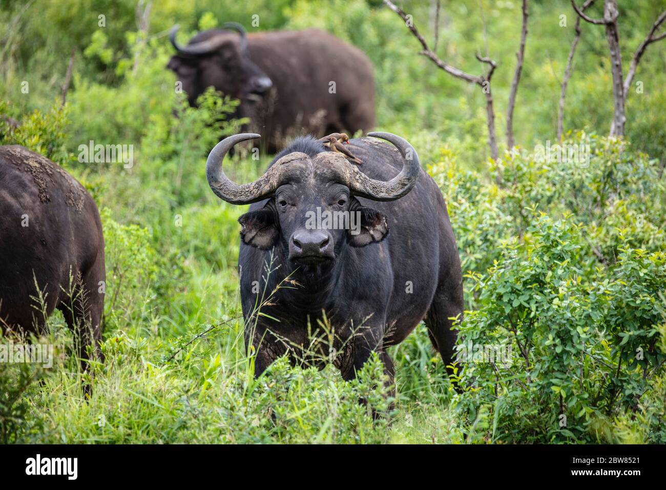 Herd of African Buffalo or Cape Buffalo, Syncerus caffer, Hluhluwe ...