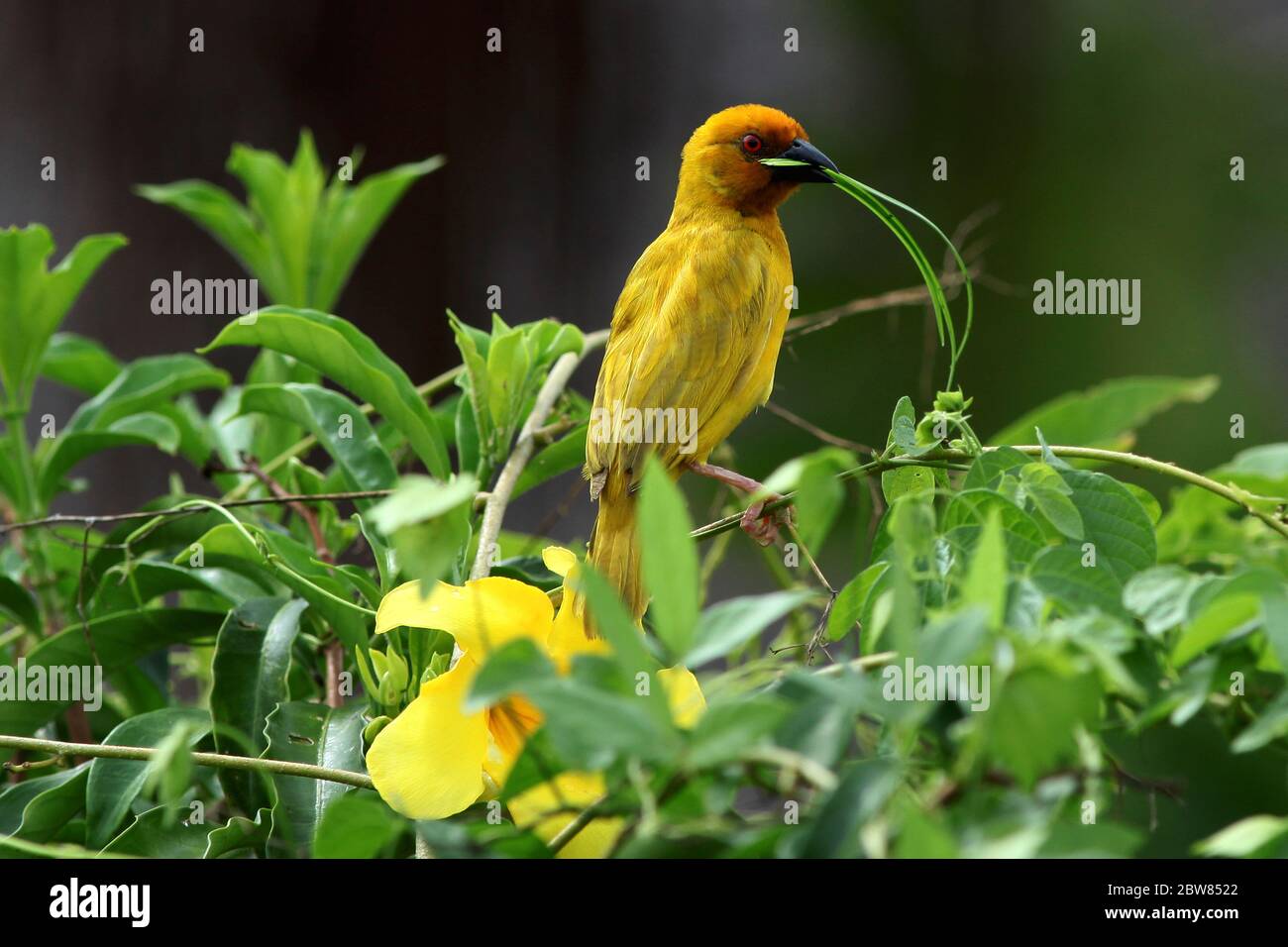 Portrait, close-up of an eastern golden weaver bird on a branch in the ...