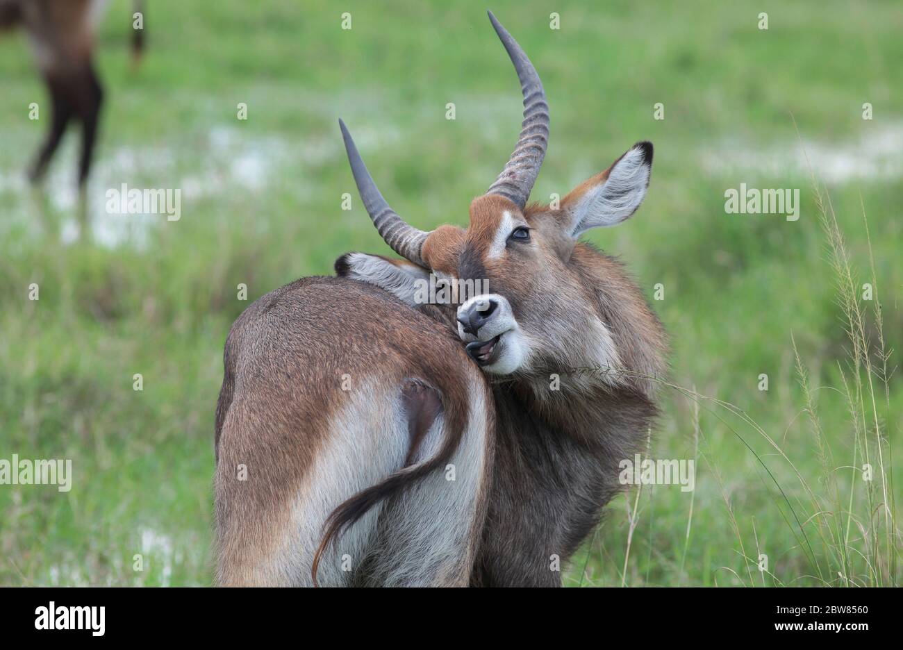 Portrait of a waterbuck in the green Kenyan savannah. The waterbuck ...