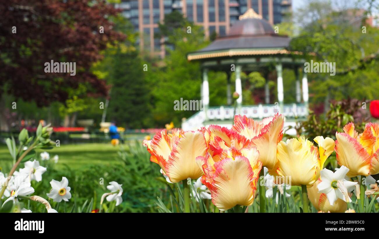 Day 80 Of The Apocalypse in Halifax Nova Scotia Canada. The streets of ...