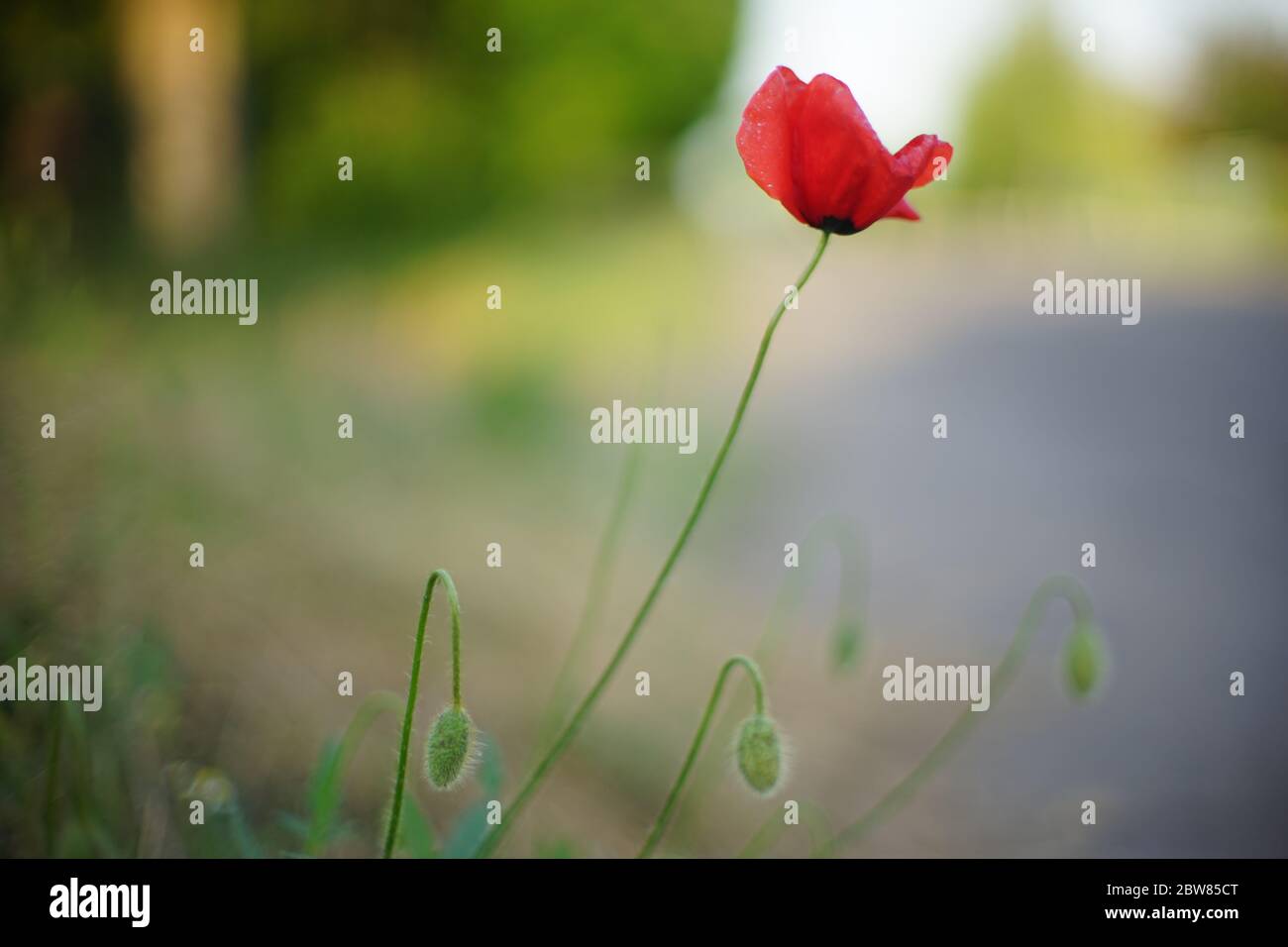 Poppy flower grows close up hi-res stock photography and images - Alamy