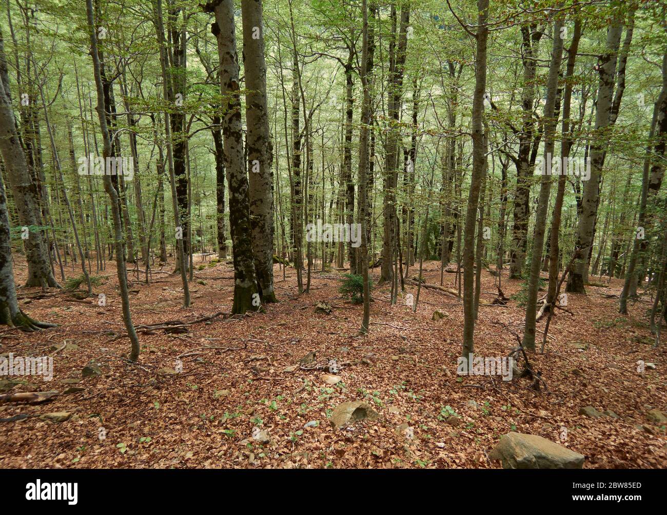 Wild spanish forest Stock Photo - Alamy