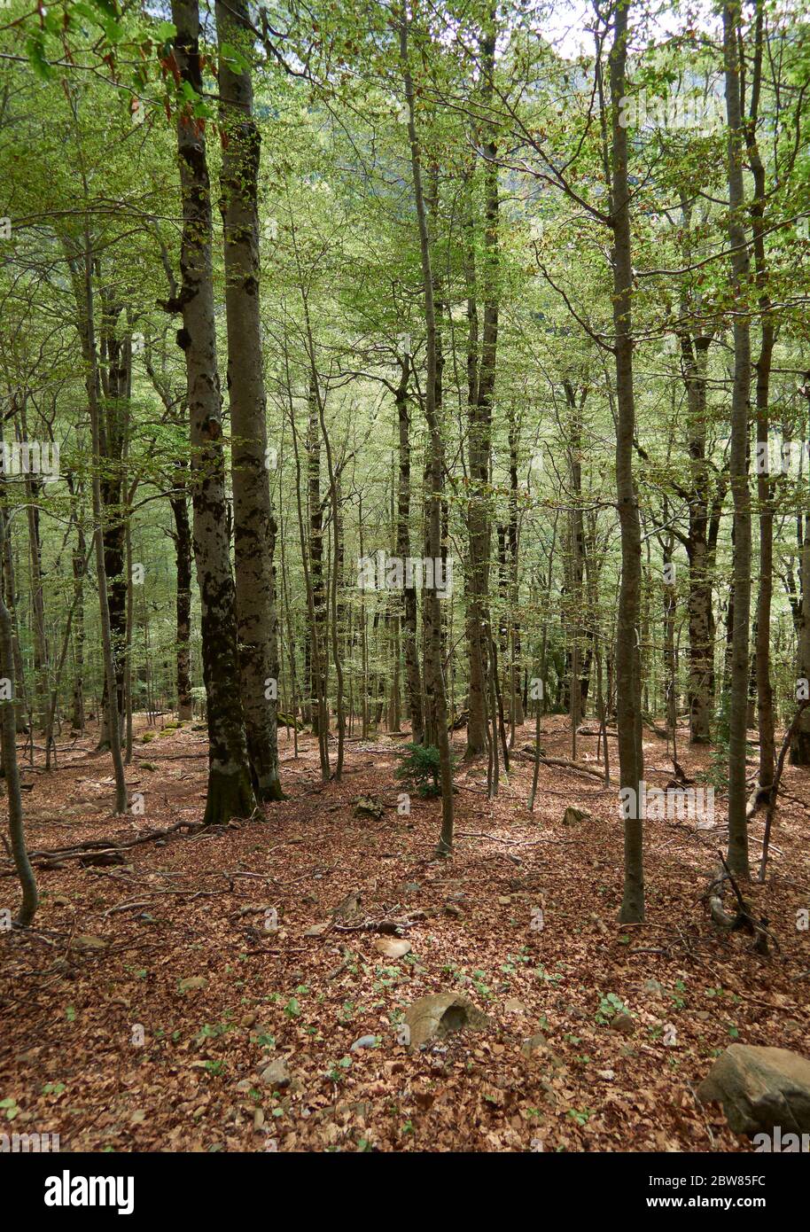 Spanish forrest hi-res stock photography and images - Alamy