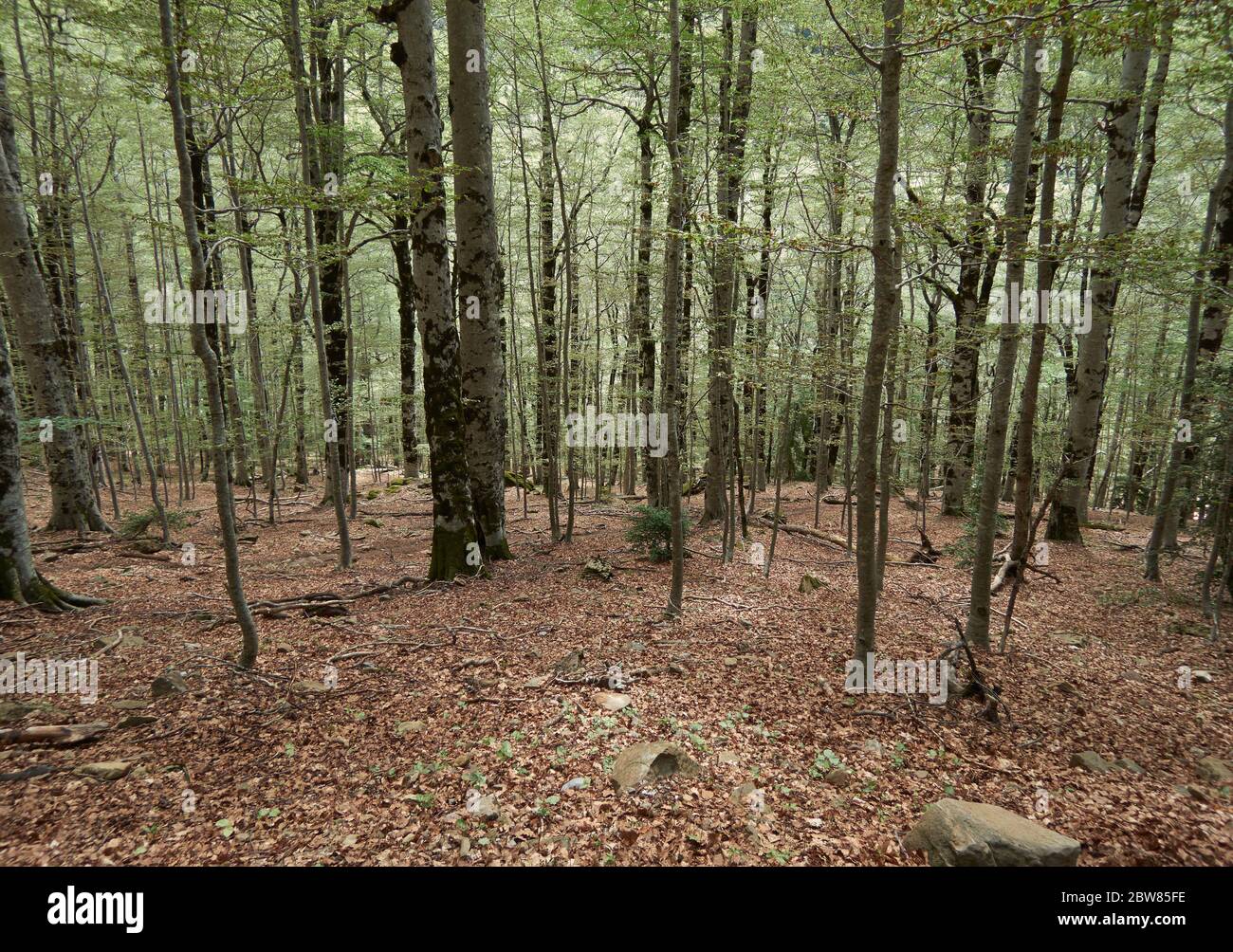 Spanish forrest hi-res stock photography and images - Alamy