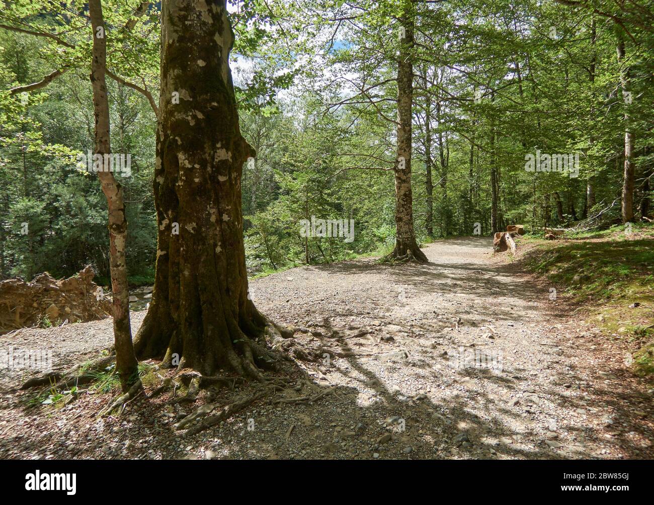 Dirt path in a forest Stock Photo - Alamy