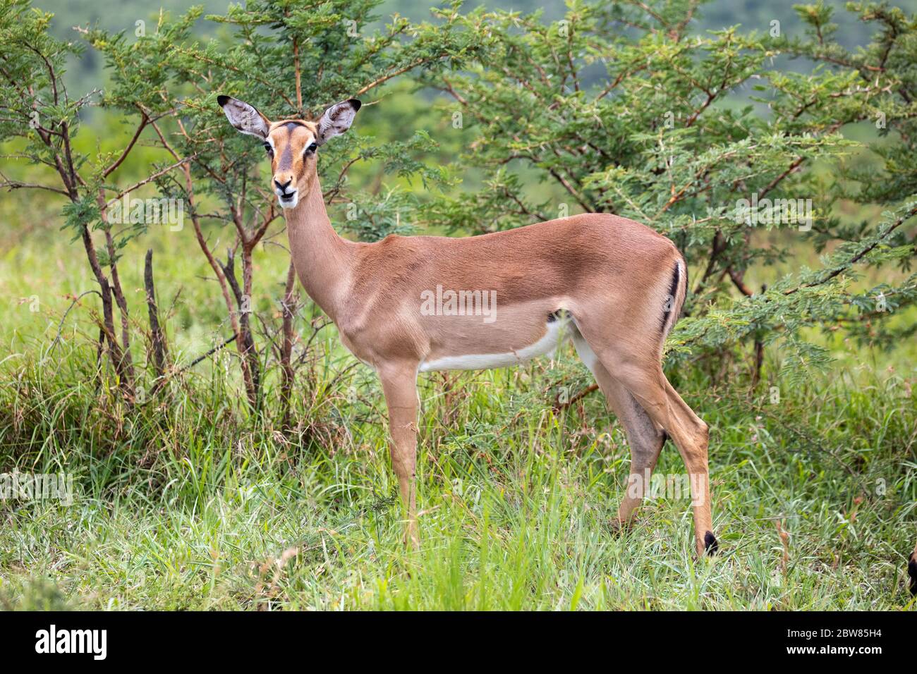 Impala, Hluhluwe-iMfolozi Park, KwaZulu Natal, South Africa Stock Photo ...