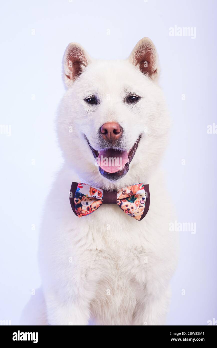 Kishu ken dog hi-res stock photography and images - Alamy