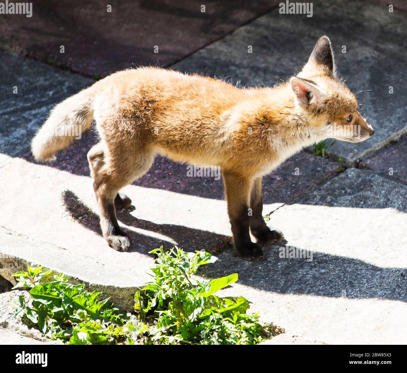 Fox cub in the sunshine Stock Photo - Alamy