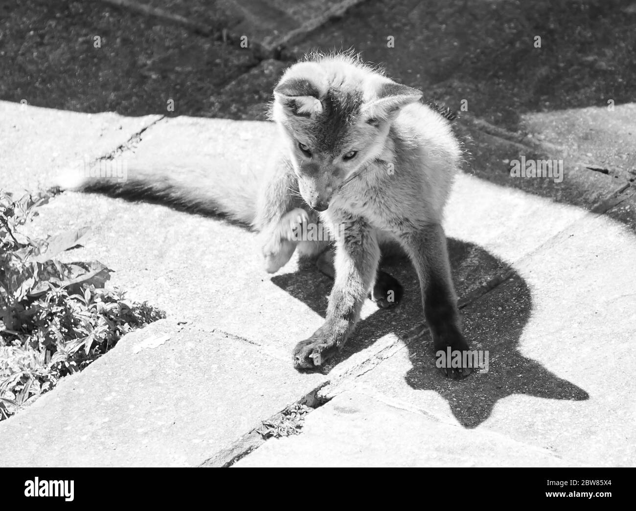 Red fox Black and White Stock Photos & Images - Alamy