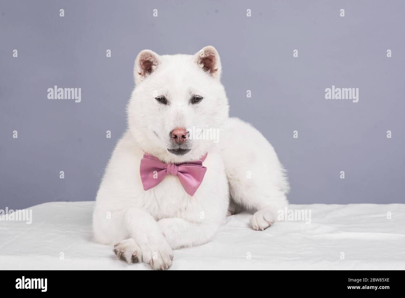 Kishu dog hi-res stock photography and images - Alamy