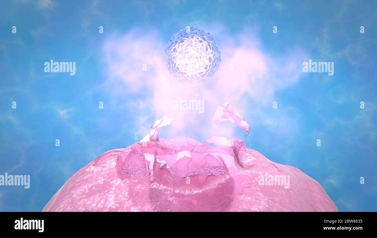 3d illustration ovum exit from follicle. ovulation Stock Photo - Alamy