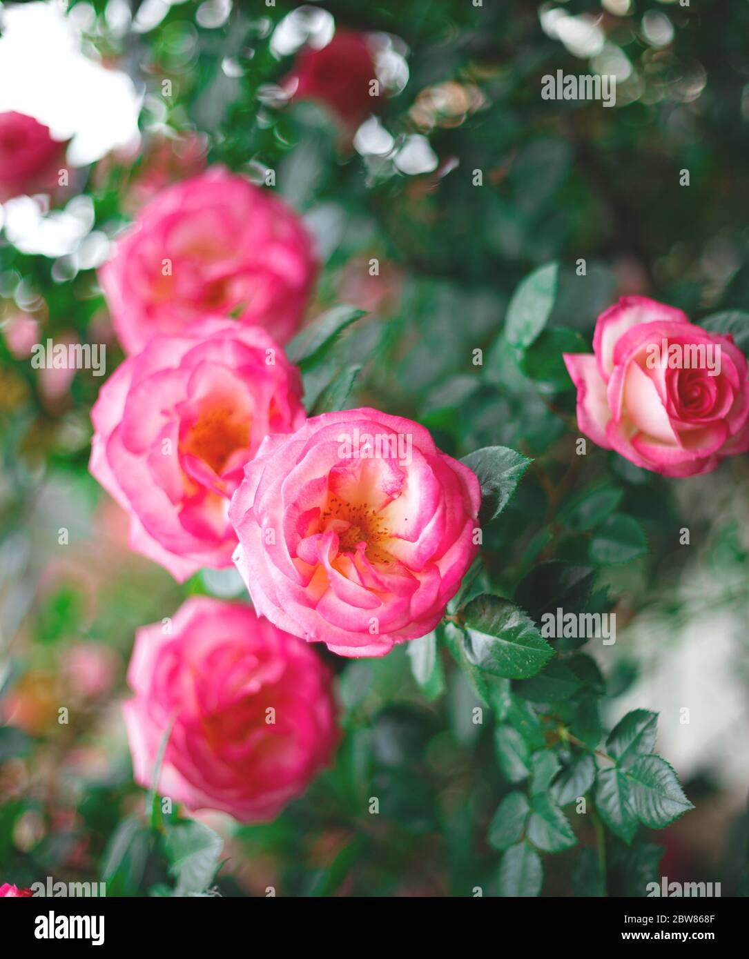 Lush wild rose bush hi-res stock photography and images - Alamy