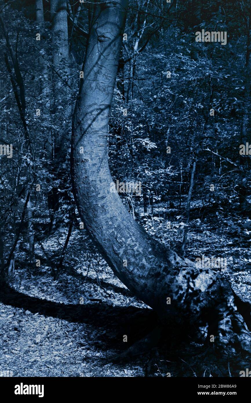 Curved tree trunk hi-res stock photography and images - Alamy