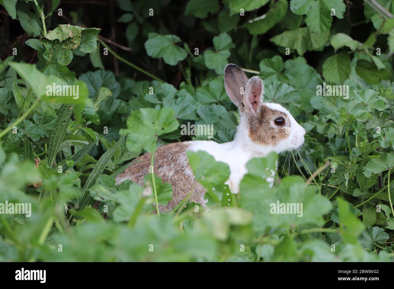 Rabbit in park Stock Photo - Alamy
