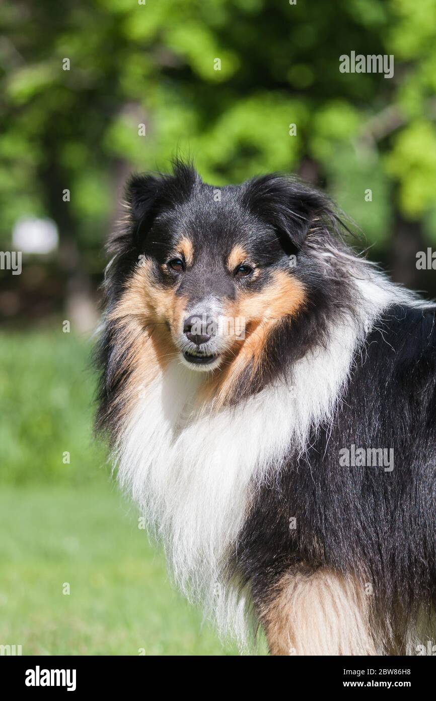 Tricolor adorable shetland sheepdog - sheltie portrait Stock Photo - Alamy