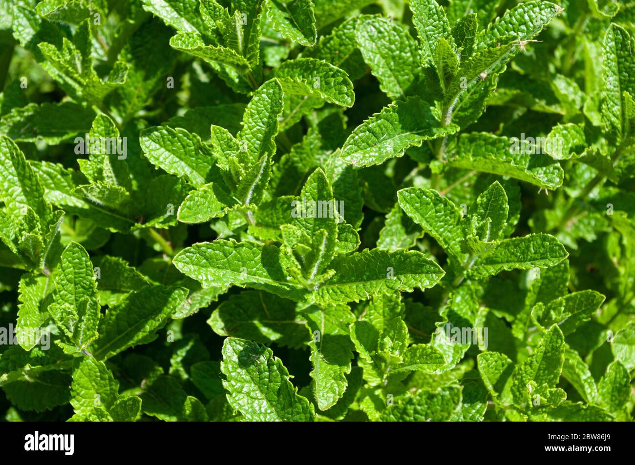 Making your own mint hi-res stock photography and images - Alamy