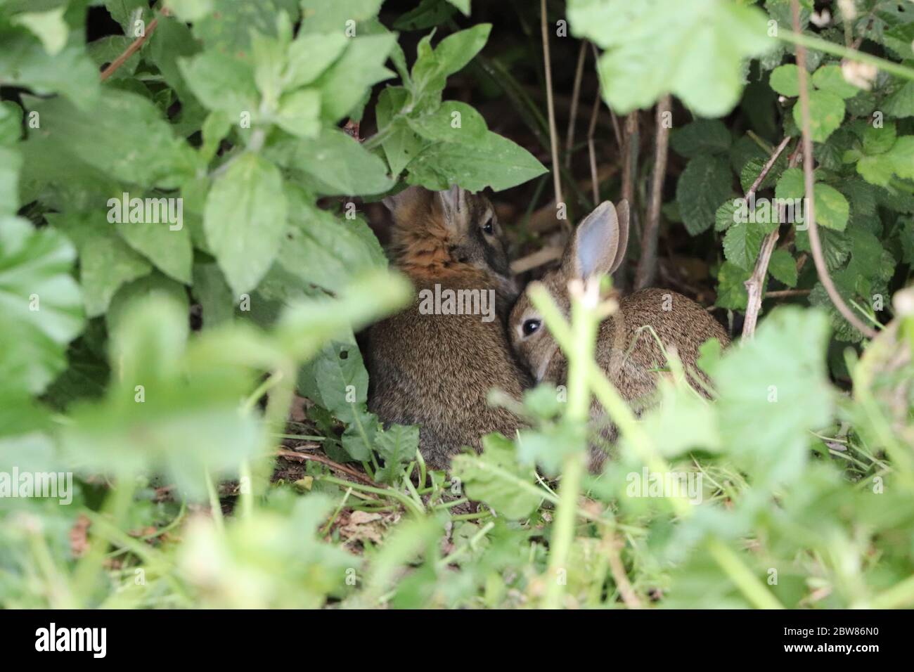 Rabbit baby animals cute hi-res stock photography and images - Alamy