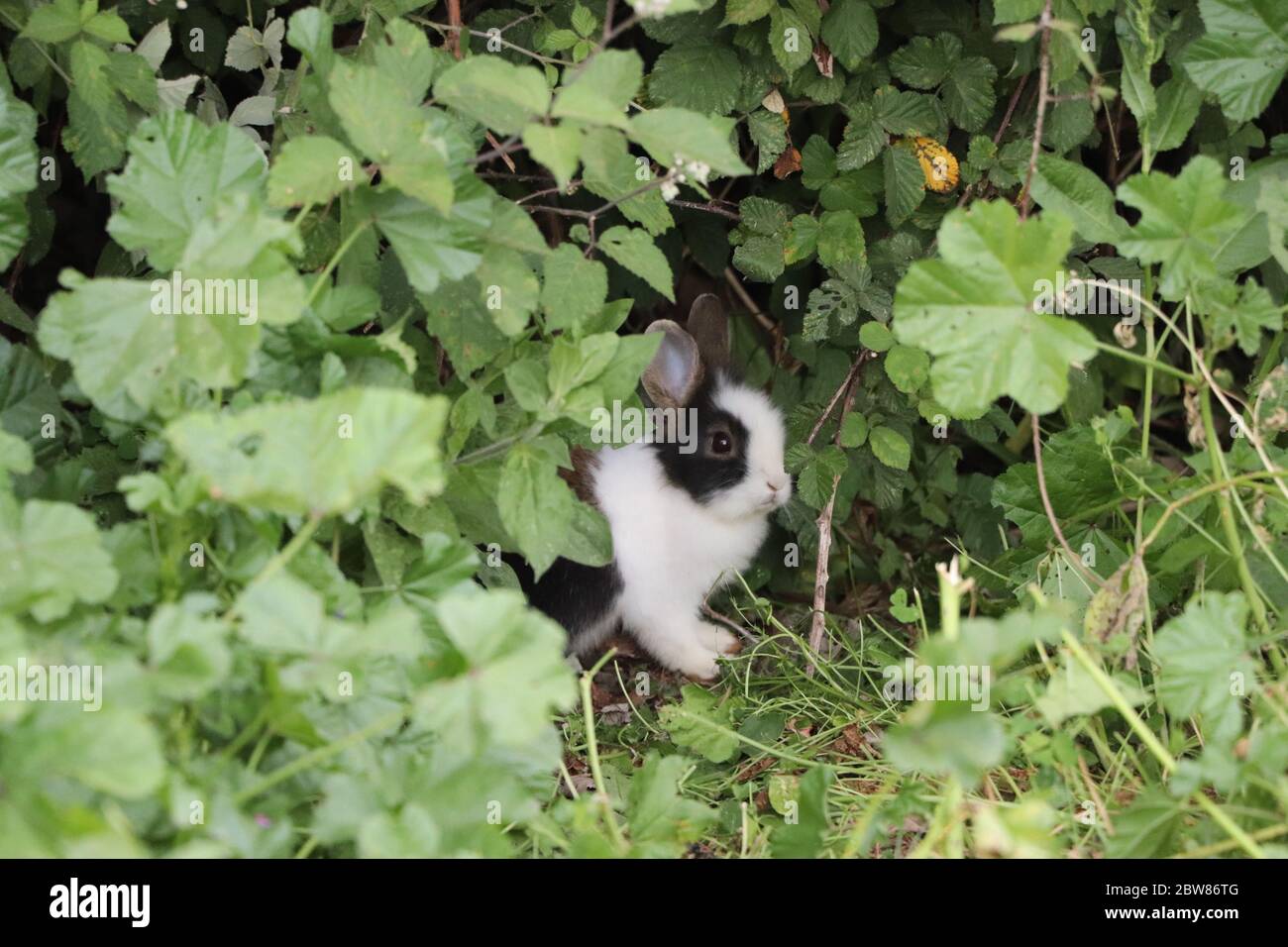 Cute baby rabbit feeding animal hi-res stock photography and images - Alamy