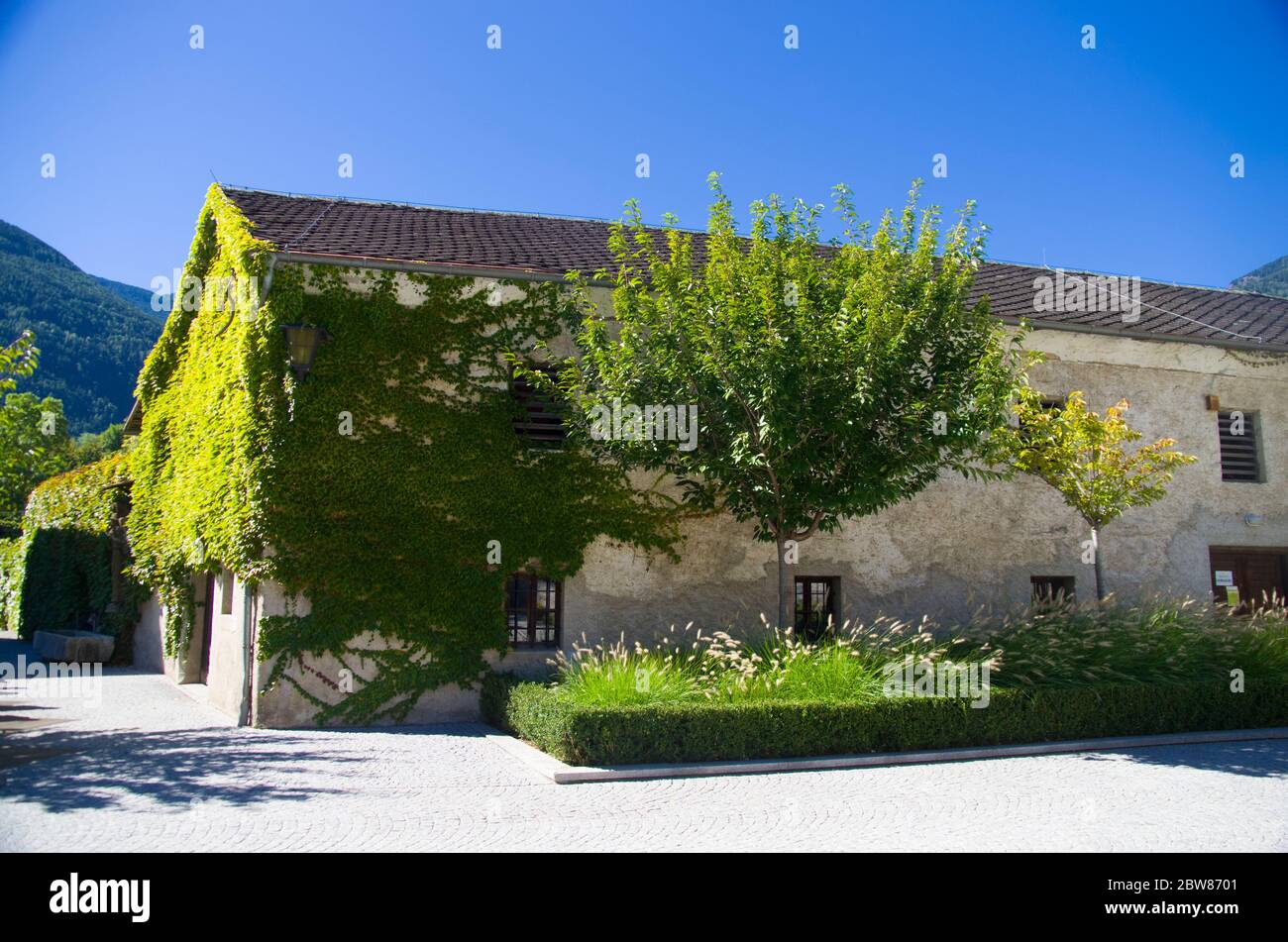 climbing plants on the ancient building of the abbey of novacella, in ...