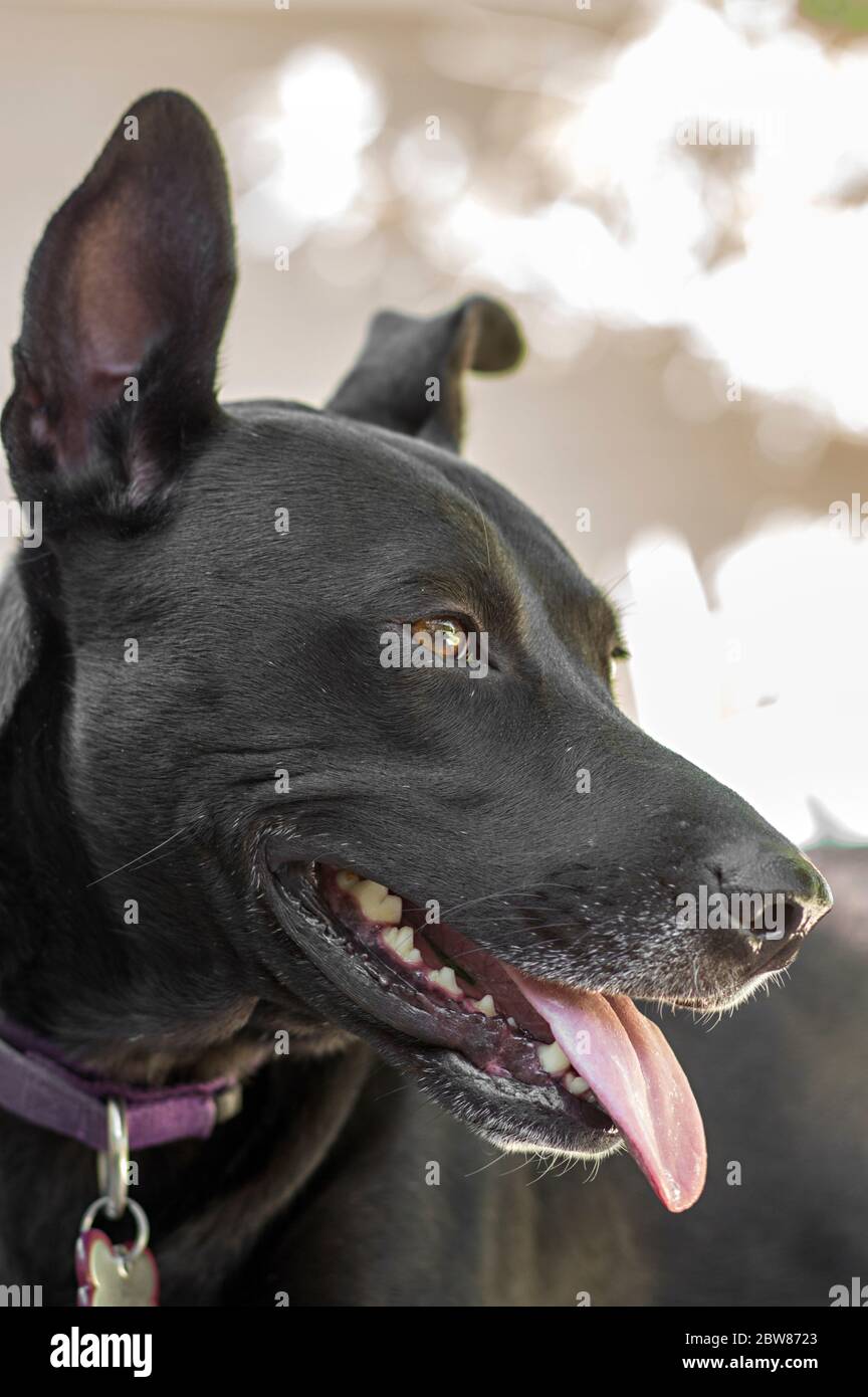 Portrait of a Happy, Smiling Black Dog with a Tan and White Bokeh ...