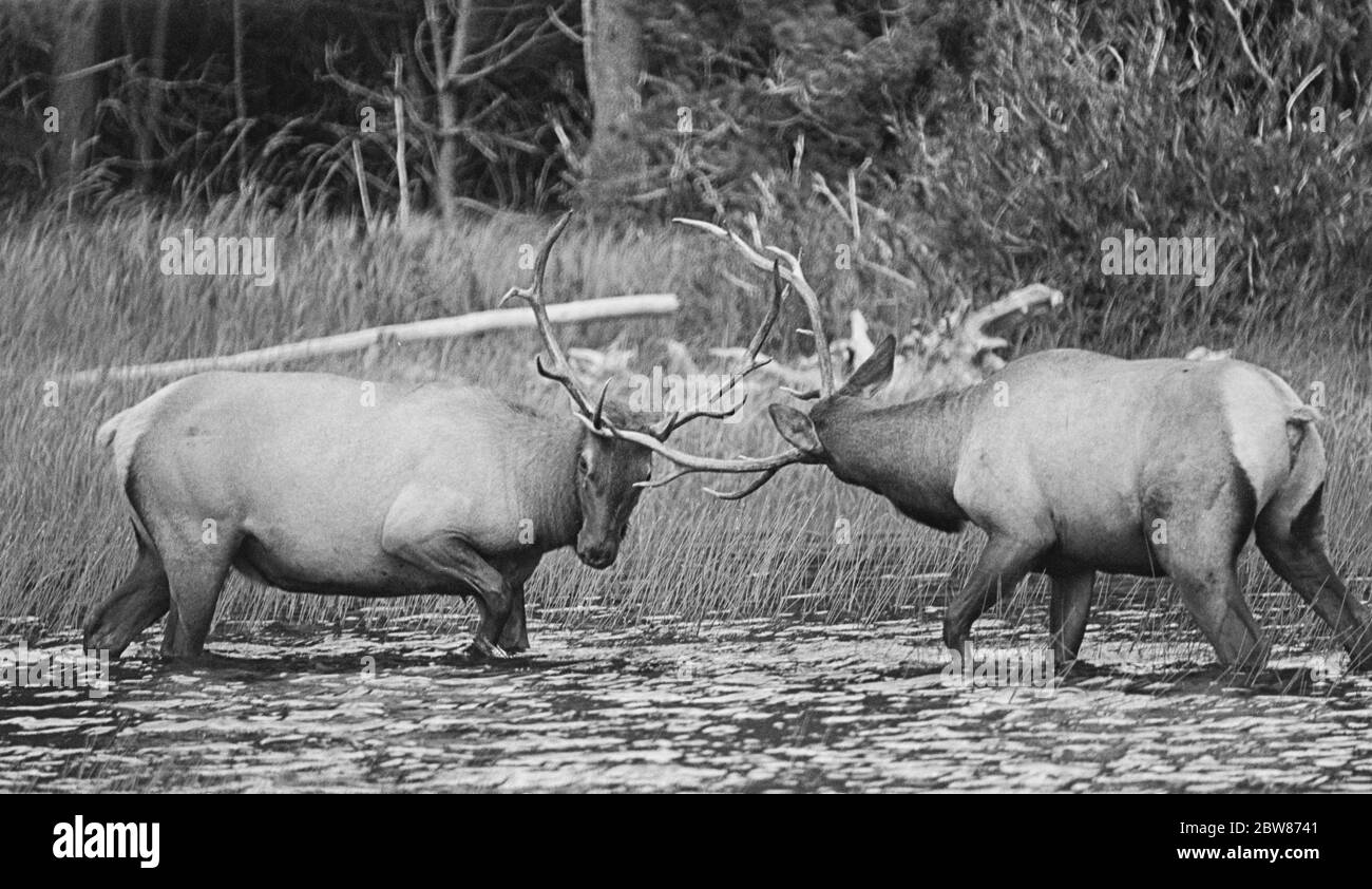 Black elk wilderness hi-res stock photography and images - Alamy