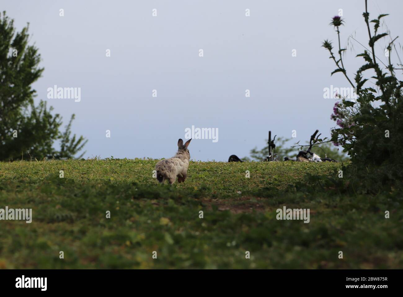 Rabbit baby animals cute hi-res stock photography and images - Alamy