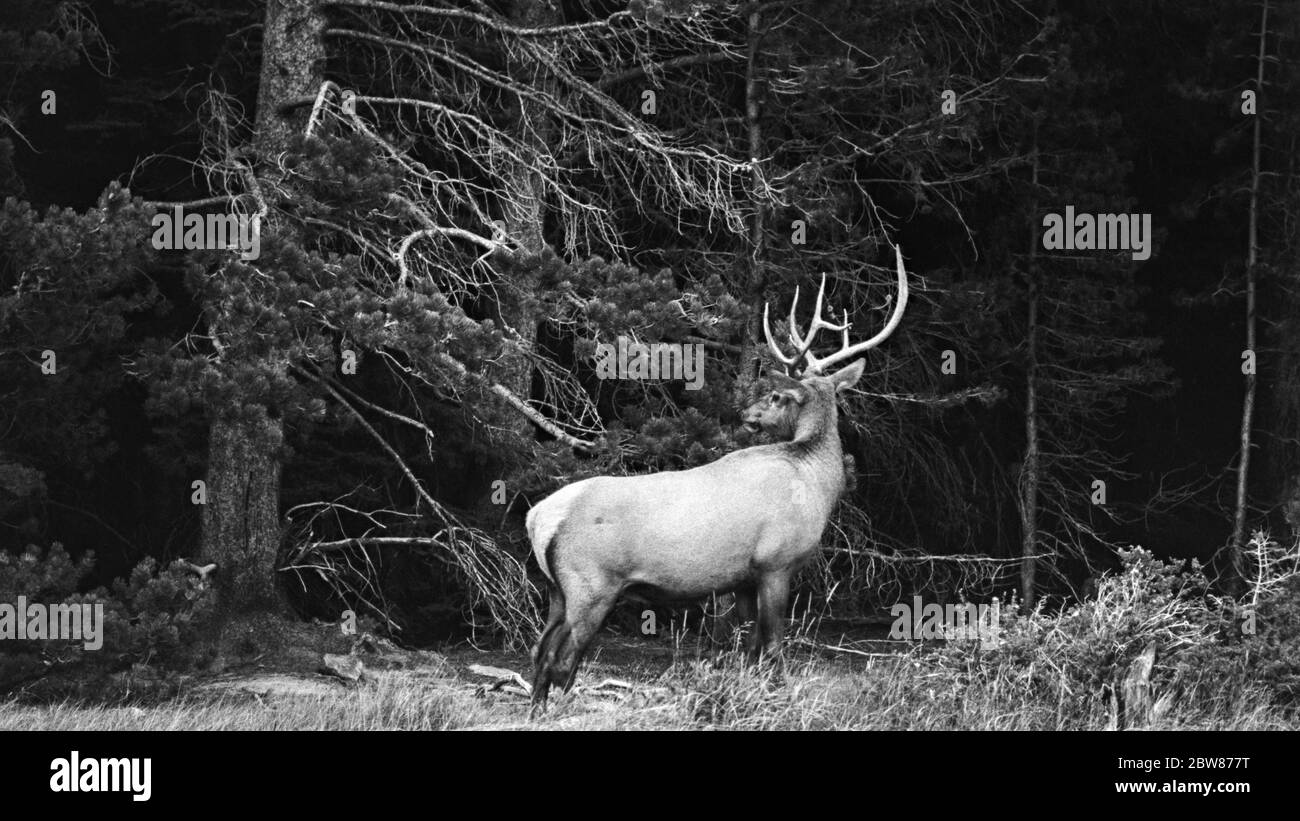 Fighting bull elk Black and White Stock Photos & Images - Alamy