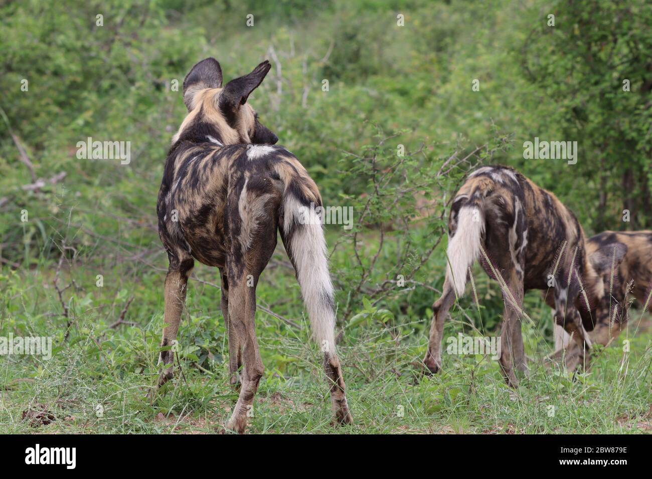 Distinctive wild dog hi-res stock photography and images - Alamy
