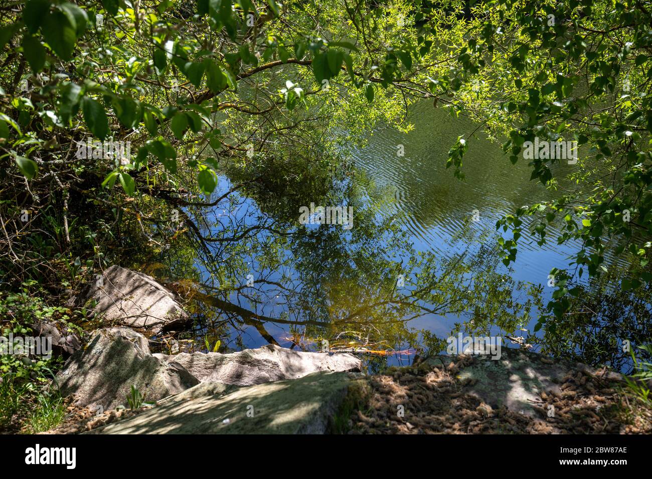 Scenic view at the silver lake on the mountain Lemberg, Rhineland ...