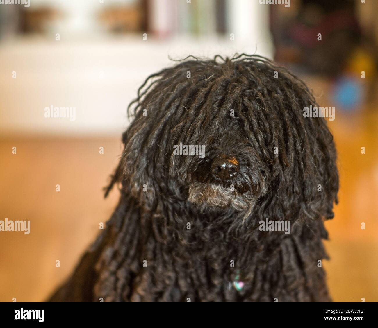 Hungarian puli dog hi-res stock photography and images - Alamy
