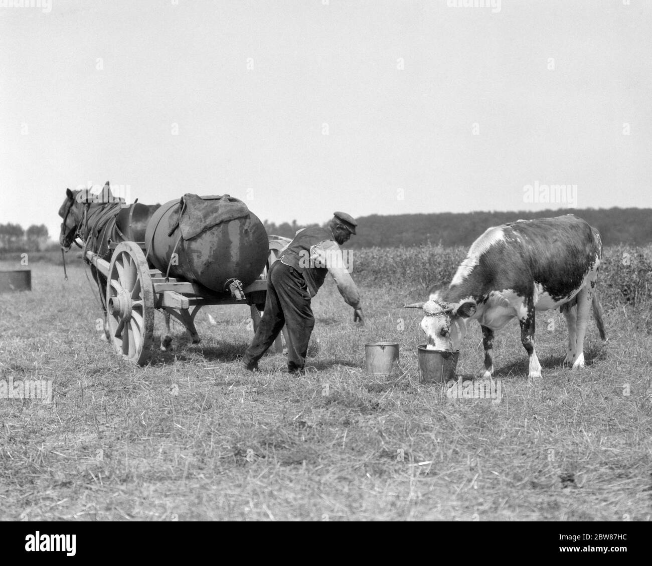 Cow hydration hi-res stock photography and images - Alamy