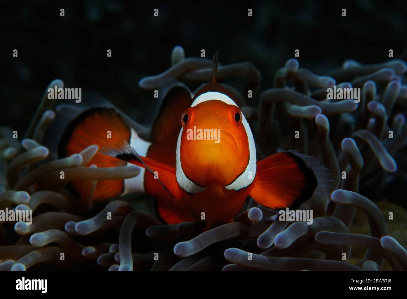 Western clownfish (Western clownfish (Ocellaris Clownfish, False ...