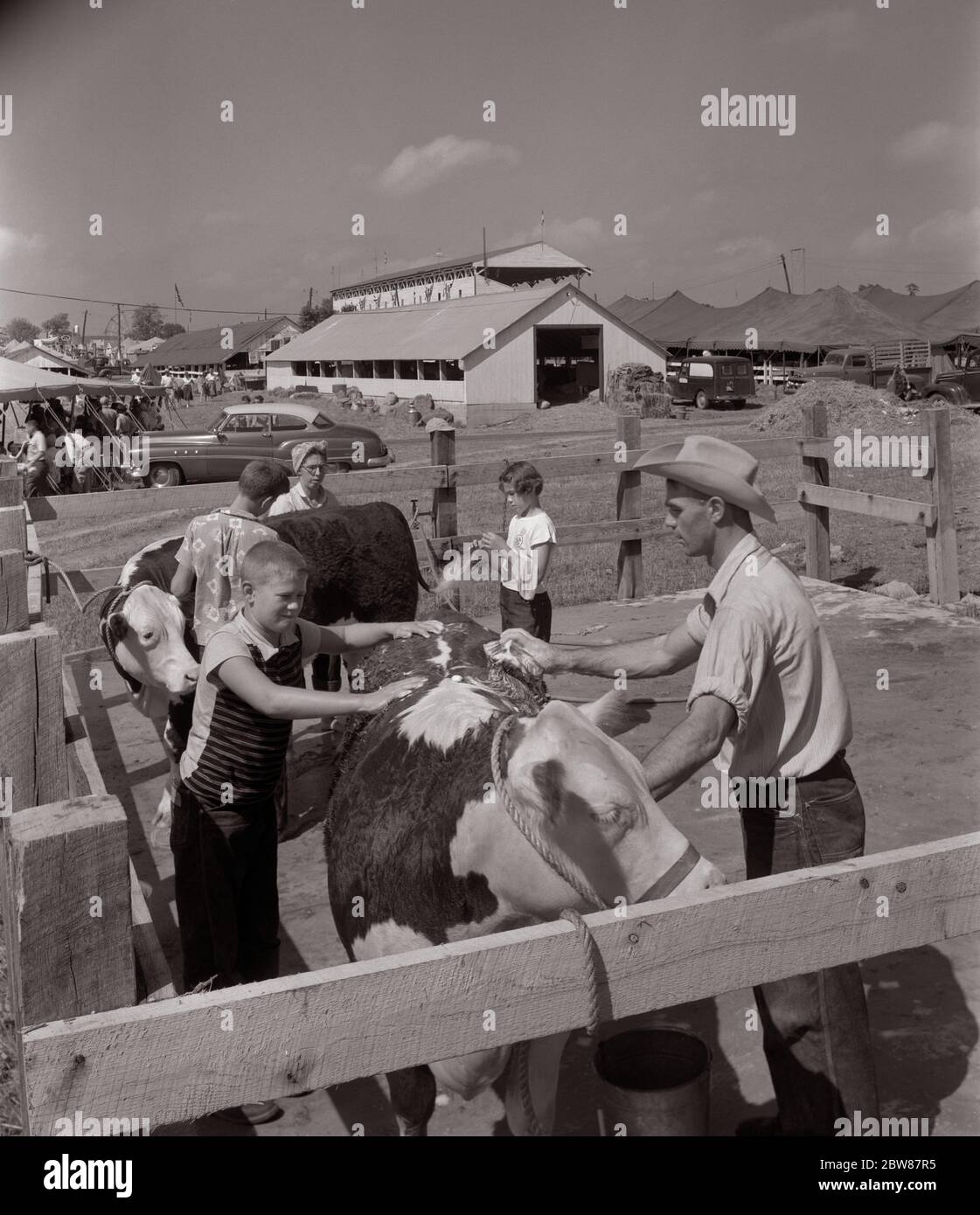 1950s FAMILY FATHER AND SON COUNTY FAIR GROOMING CATTLE FOR LIVESTOCK ...