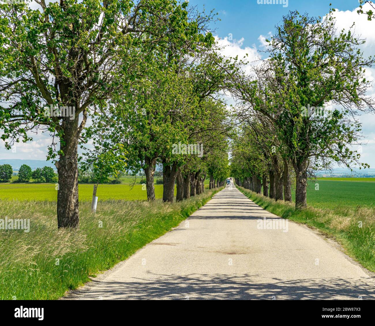 Alley trees along asphalt road hi-res stock photography and images - Alamy