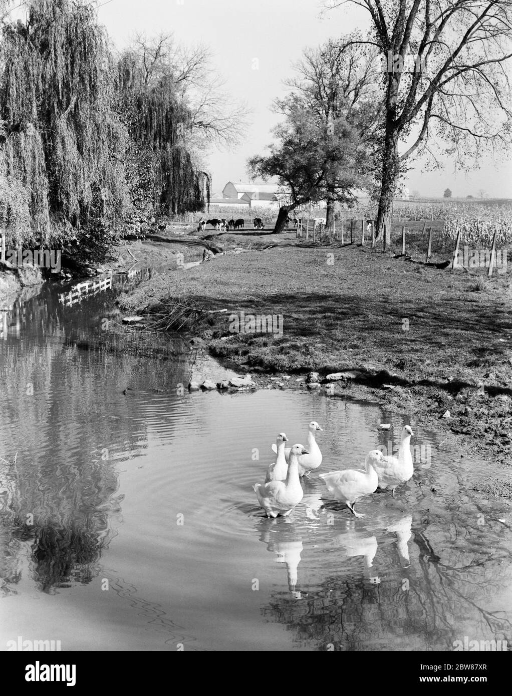 Pond trees in background water Black and White Stock Photos & Images ...