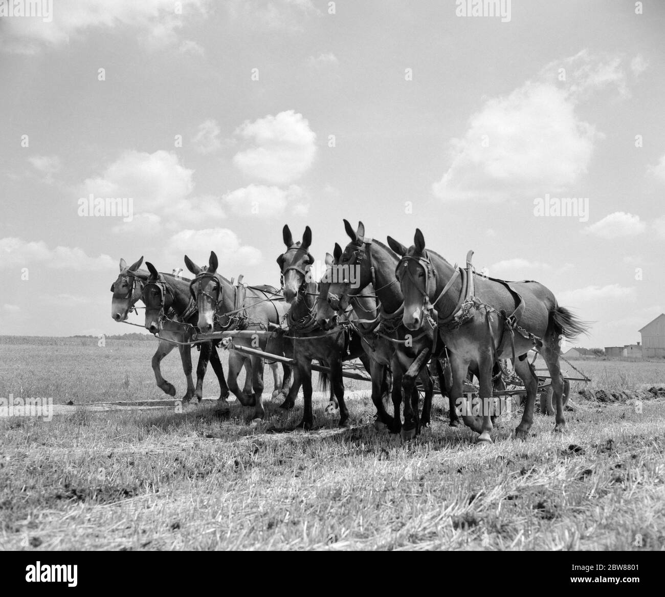 Team of mules Black and White Stock Photos & Images - Alamy