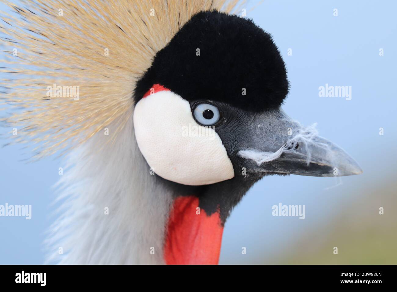 Grey Crowned Crane Stock Photo - Alamy