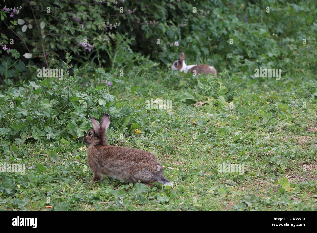 Rabbit in park Stock Photo - Alamy