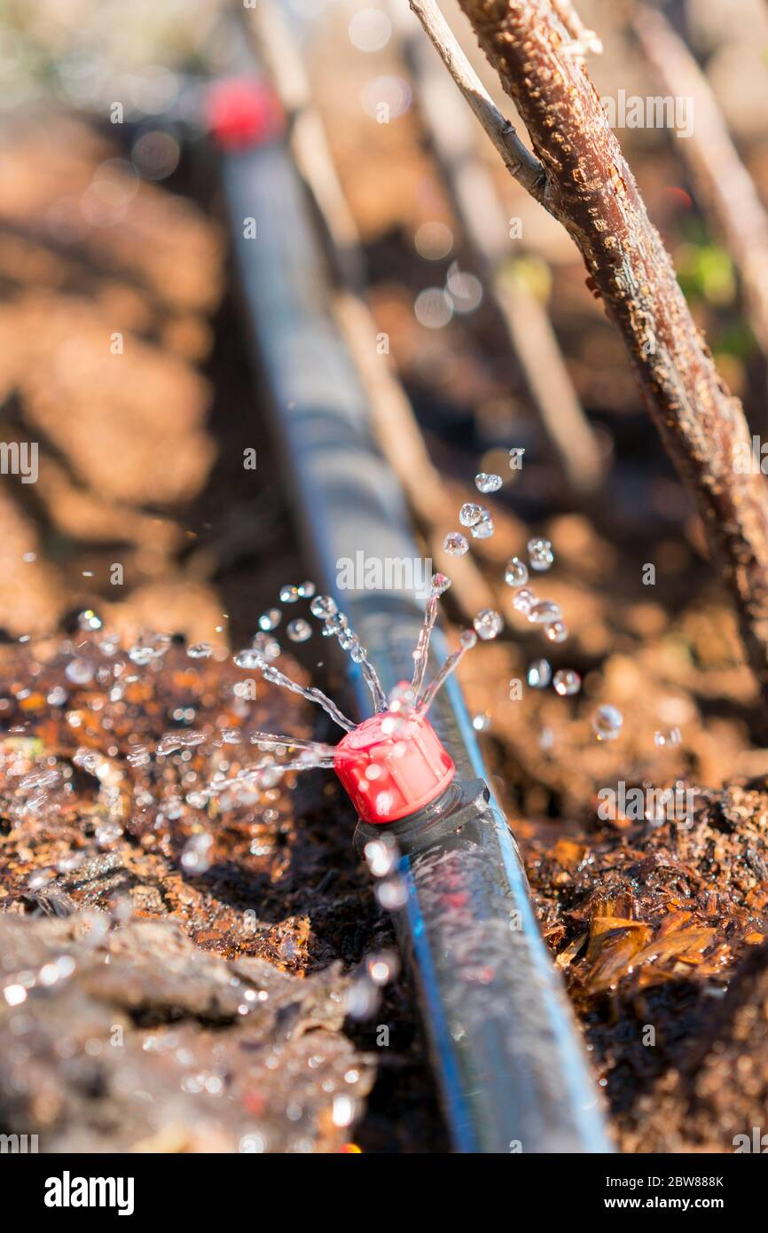 Sprinkler systems, drip irrigation, watering lawns. Drip Irrigation ...