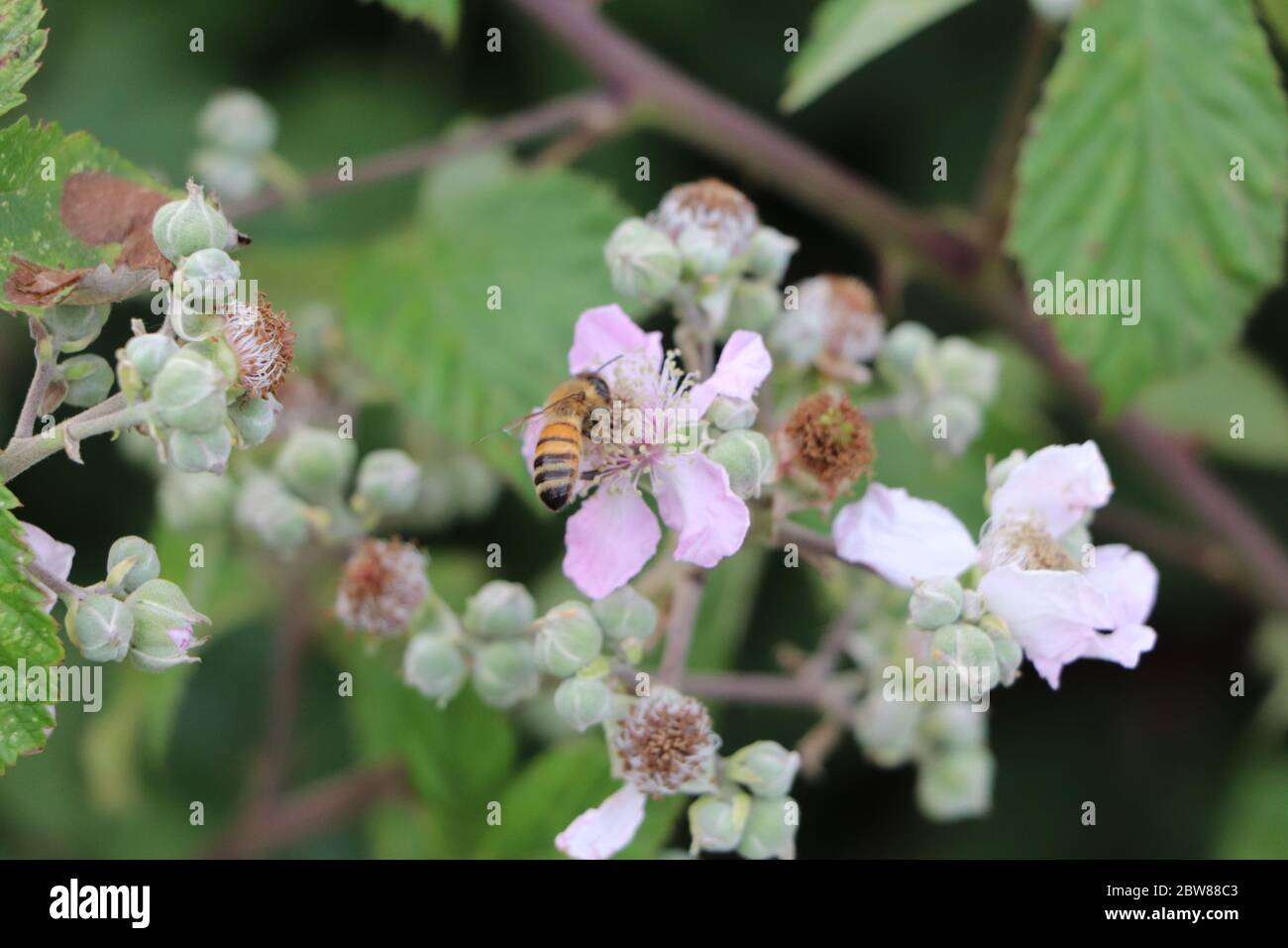 Blackberry hedge hi-res stock photography and images - Alamy