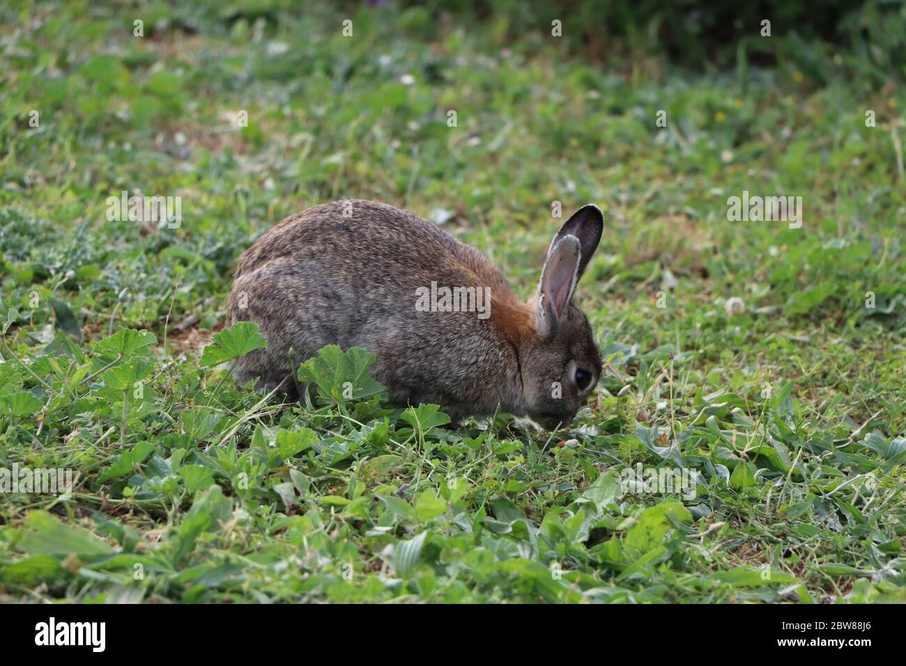 rabbit in a field Stock Photo - Alamy