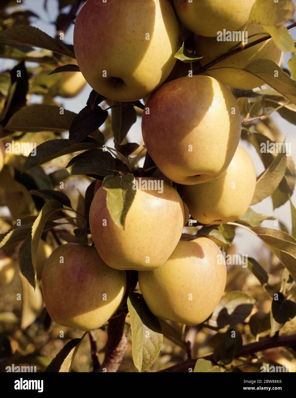 Old fashioned variety apple hi-res stock photography and images - Alamy
